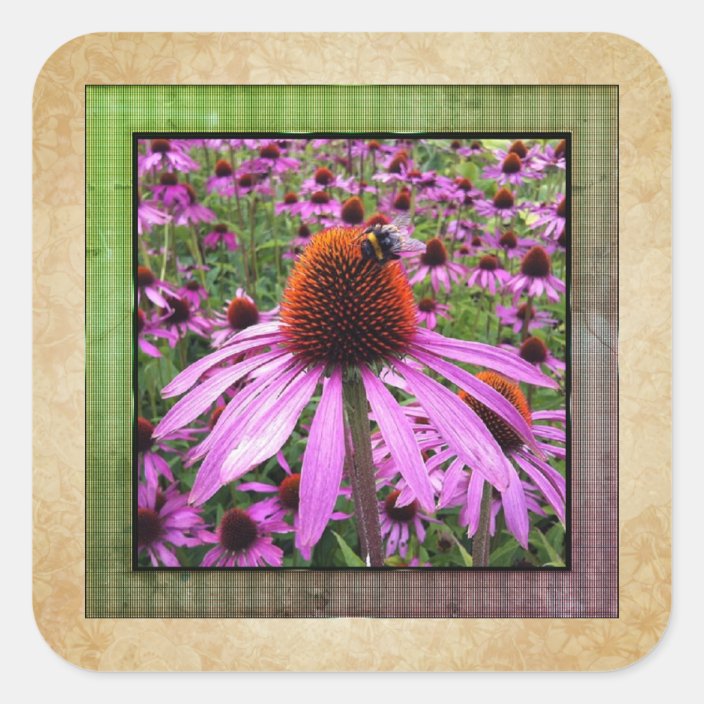 Purple Coneflower Echinacea Wildflower Sticker | Zazzle.com