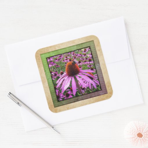 Purple Coneflower Echinacea Wildflower Sticker | Zazzle