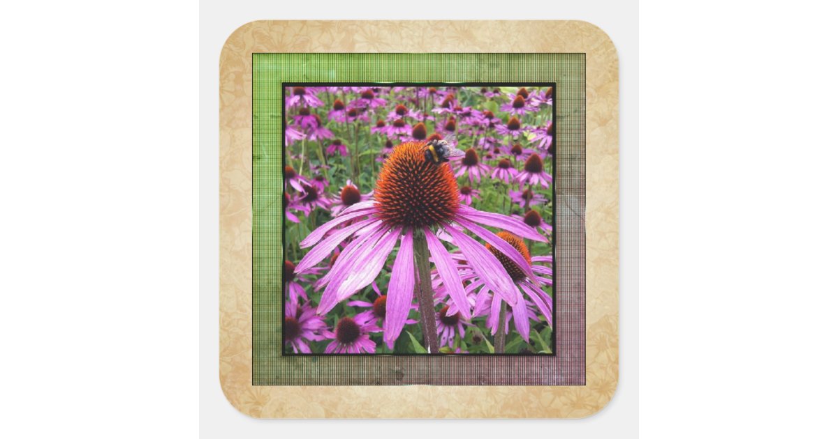 Purple Coneflower Echinacea Wildflower Sticker | Zazzle