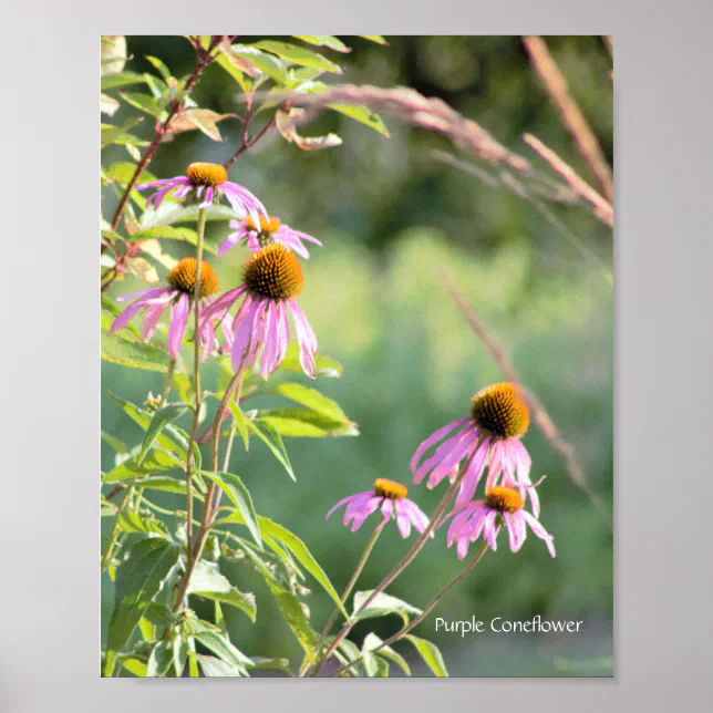 Purple Coneflower Poster | Zazzle