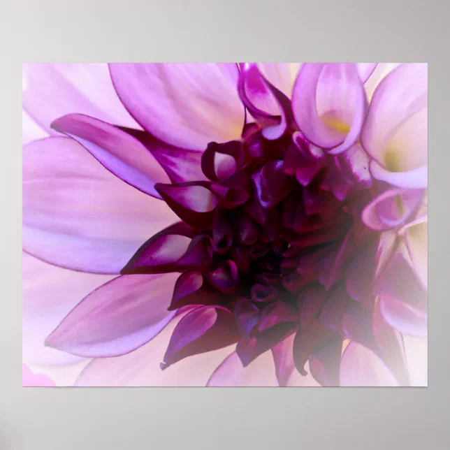 Purple Dahlia Poster | Zazzle