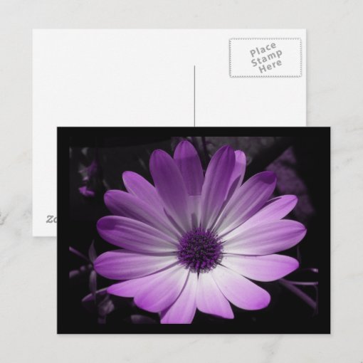 Purple Daisy Flower Postcard | Zazzle