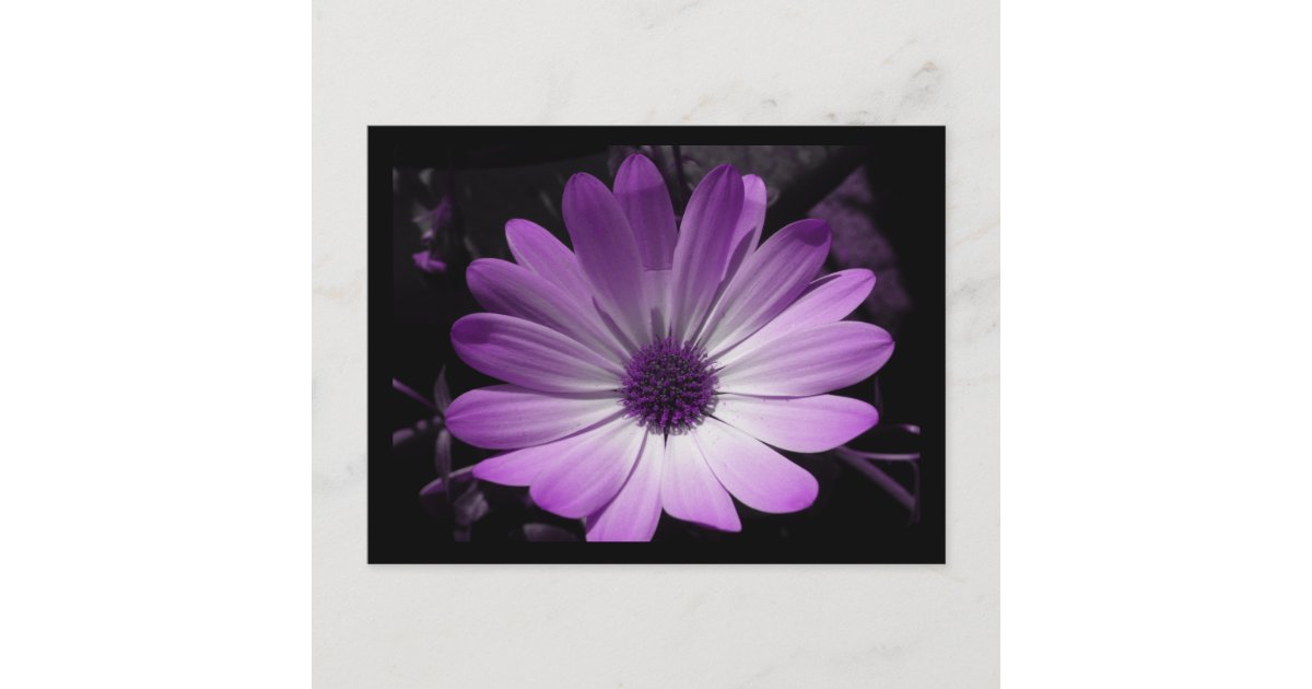 Purple Daisy Flower Postcard | Zazzle