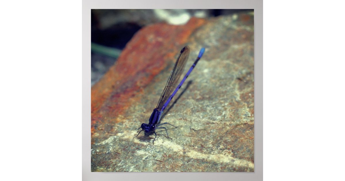 Purple Damselfly Posing On Rock Close Up Poster | Zazzle