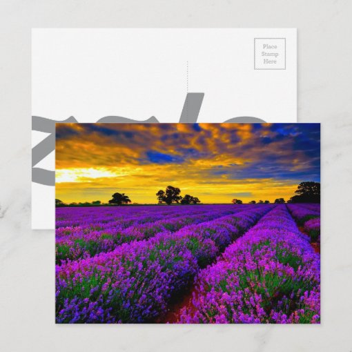 Purple Fields Postcard | Zazzle