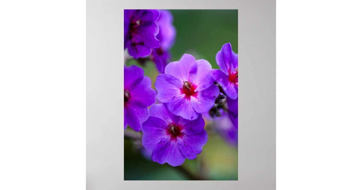 Purple flower poster | Zazzle