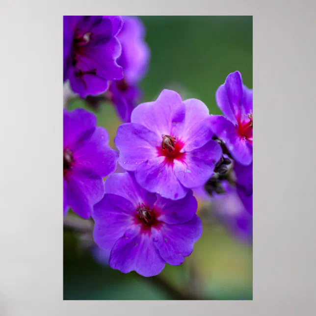 Purple flower poster | Zazzle