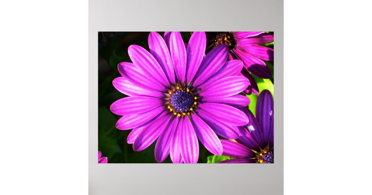 Purple Flower Poster | Zazzle