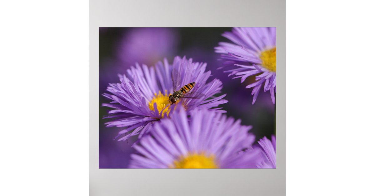 Purple Flowers Poster | Zazzle