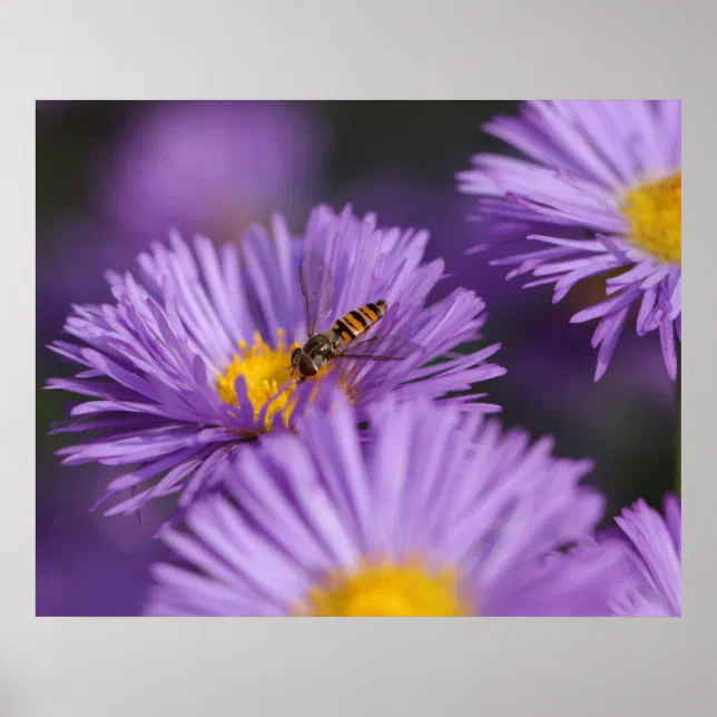 Purple Flowers Poster | Zazzle