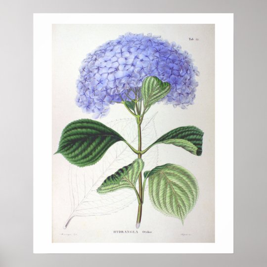 Purple Hydrangea Botanical Drawing Poster Print | Zazzle.com