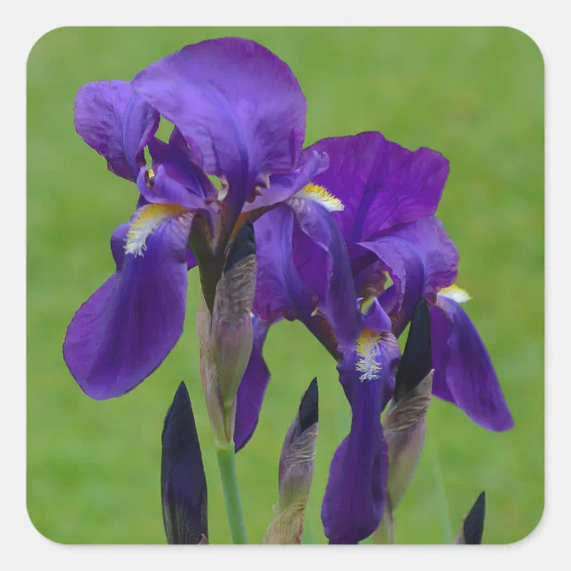 Purple Iris Flower Stickers | Zazzle