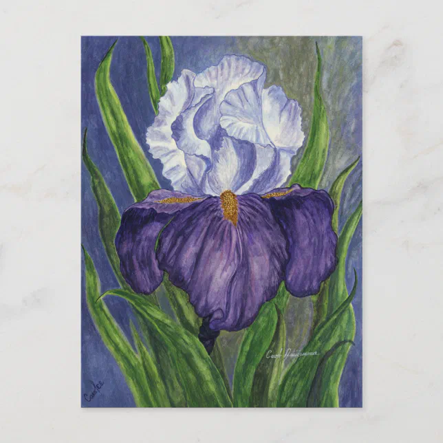 Purple Iris Mini Collectible Prints Postcard | Zazzle
