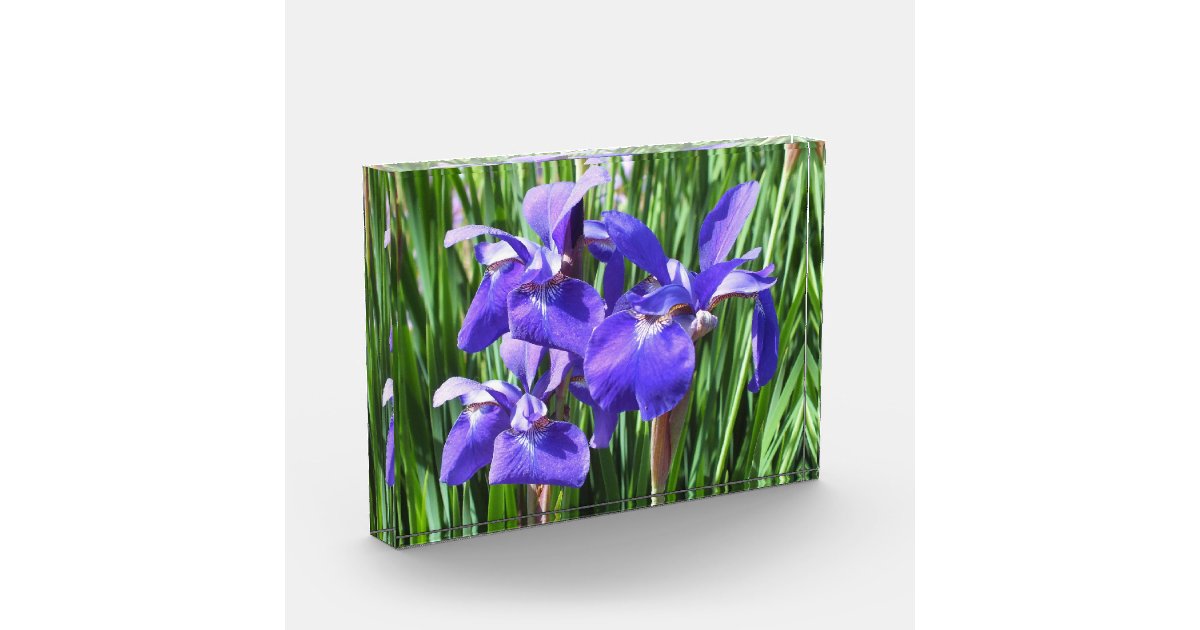 Purple Irises Acrylic Photo Block | Zazzle
