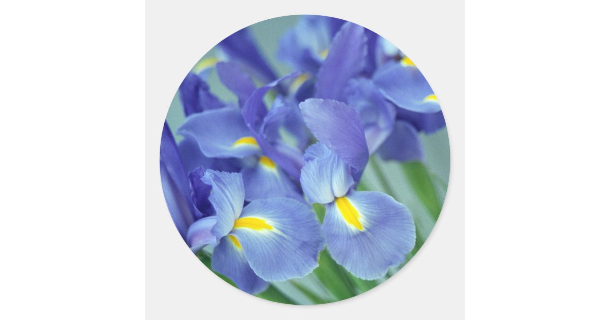 Purple Irises Flower Art Sticker Decals | Zazzle