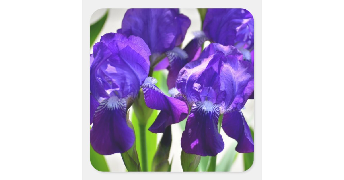 Purple Irises Iris Flower Square Sticker | Zazzle