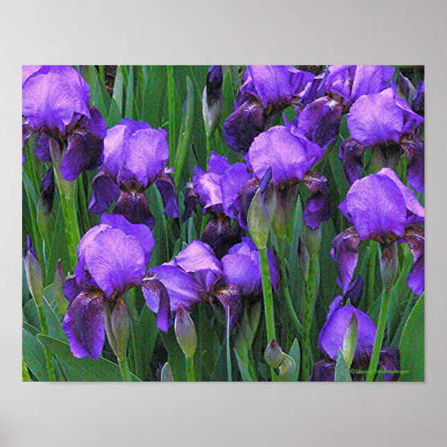 "PURPLE IRISES" POSTER | Zazzle