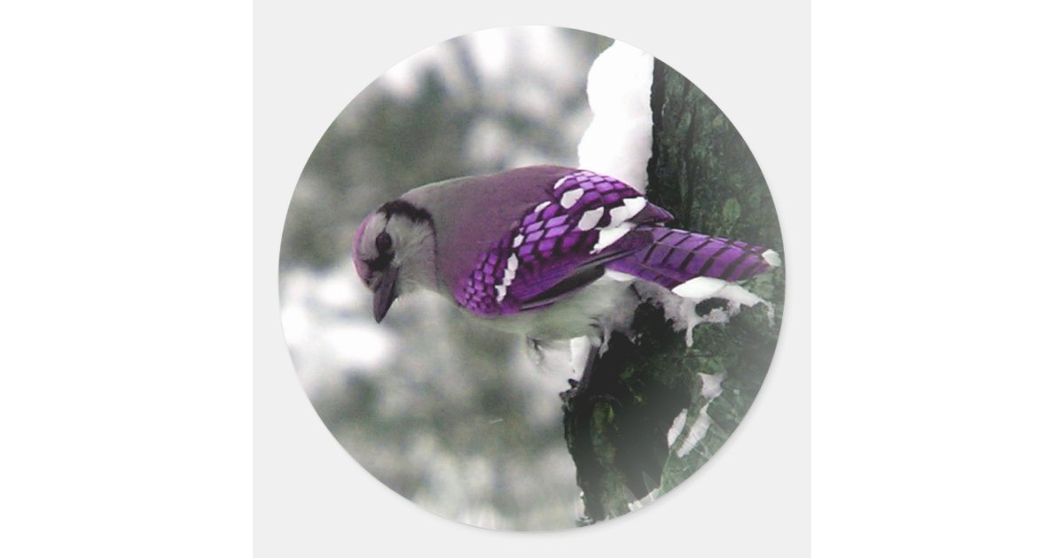 Purple Jay Bird Stickers | Zazzle
