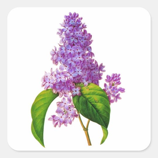Purple Lilacs by Pierre-Joseph Redoute Square Sticker | Zazzle.com
