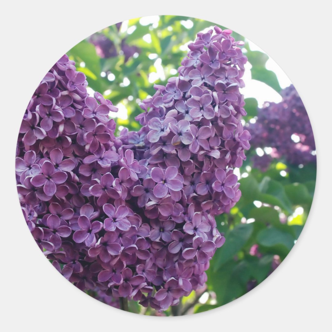 Purple Lilacs Stickers | Zazzle