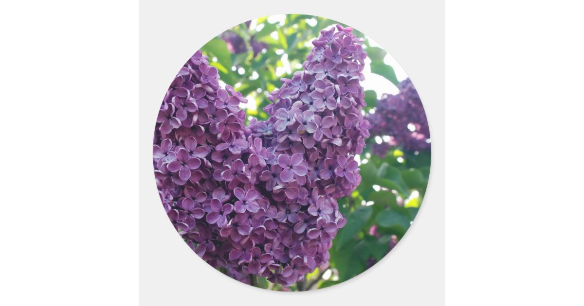 Purple Lilacs Stickers | Zazzle