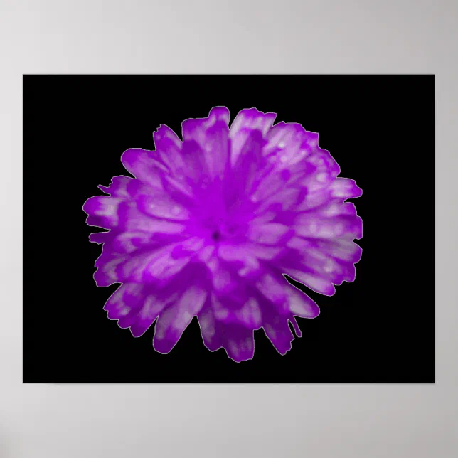 Purple Marigold Poster | Zazzle