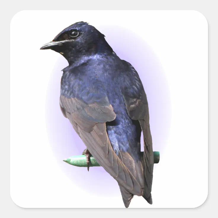 Purple Martin Male Square Sticker | Zazzle