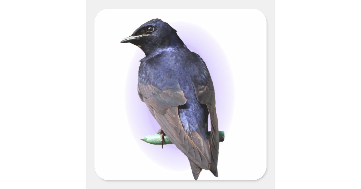 Purple Martin Male Square Sticker | Zazzle