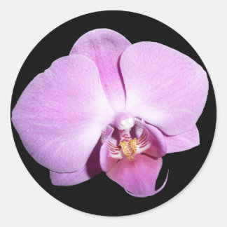 Orchid Stickers | Zazzle