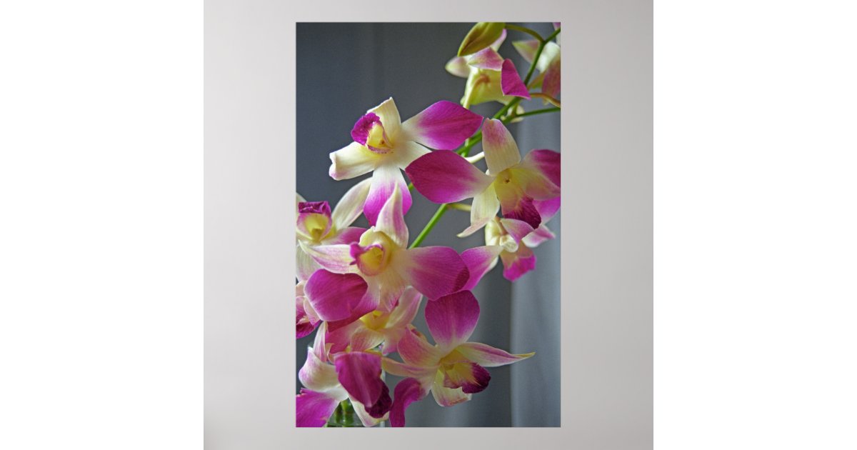 Purple Orchids Poster Print | Zazzle
