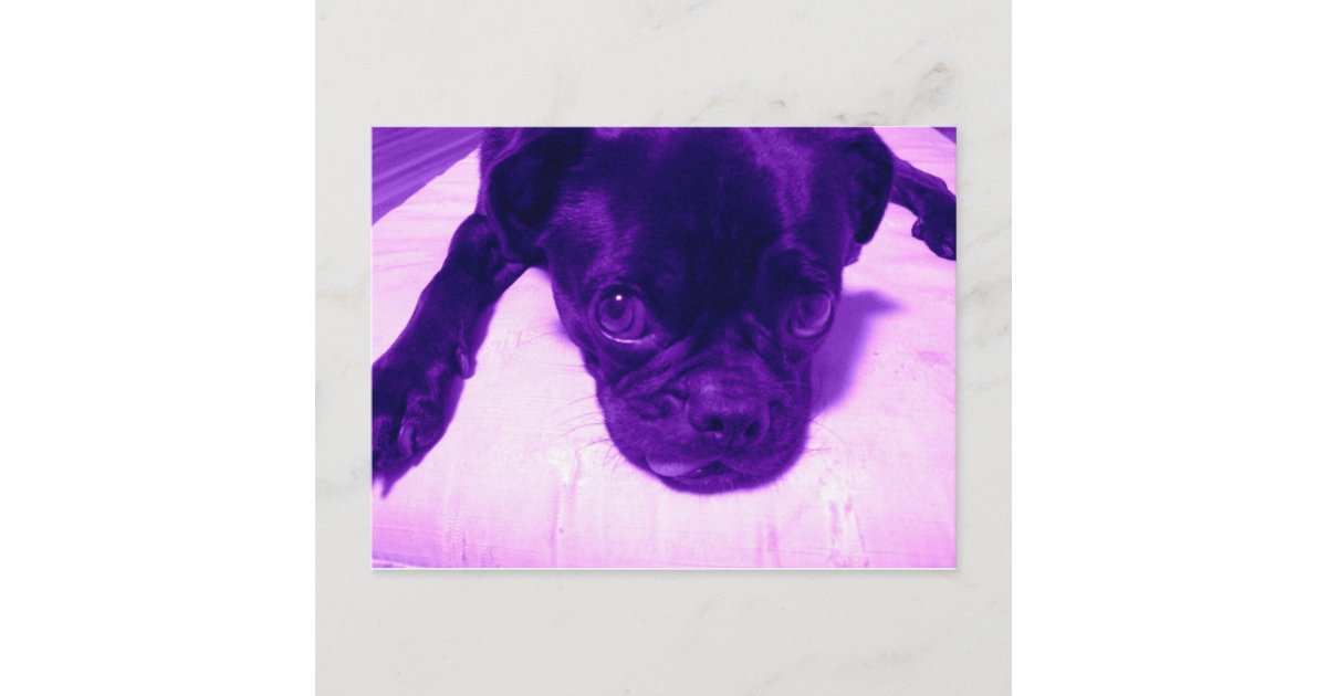 Purple Pug Postcard | Zazzle
