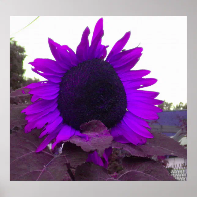 Purple Sunflower poster | Zazzle