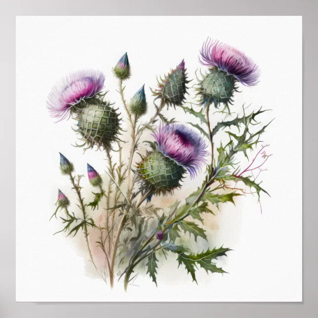 Purple Thistle Flower Art Print Poster | Zazzle