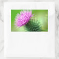Purple thistle flower Sticker | Zazzle