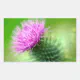 Purple thistle flower Sticker | Zazzle