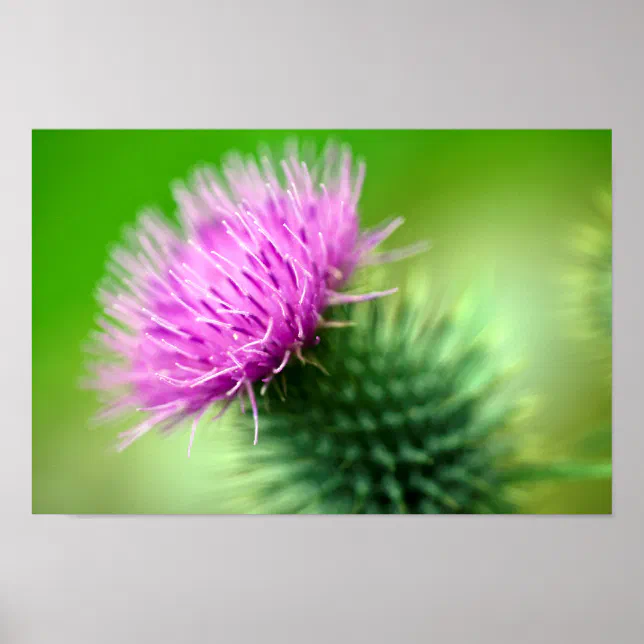 Purple thistle Poster | Zazzle