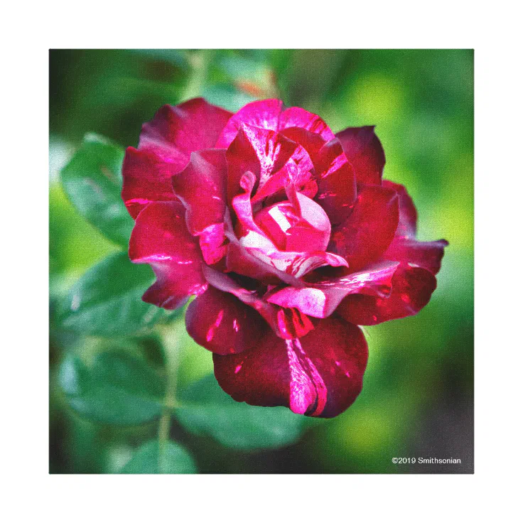 Purple Tiger Rose Canvas Print | Zazzle