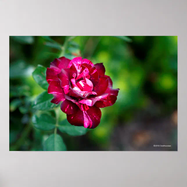 Purple Tiger Rose Poster | Zazzle