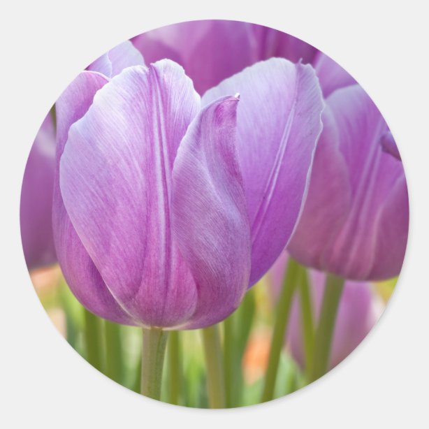 Tulip Stickers - 100% Satisfaction Guaranteed | Zazzle