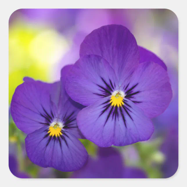 Purple Violas Square Sticker | Zazzle