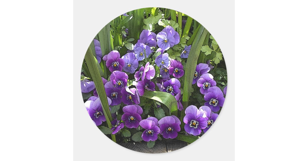 Purple Violets Classic Round Sticker | Zazzle