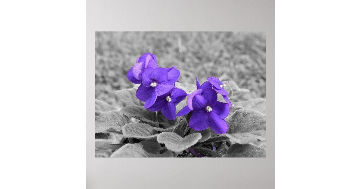 Purple Violets, Poster | Zazzle
