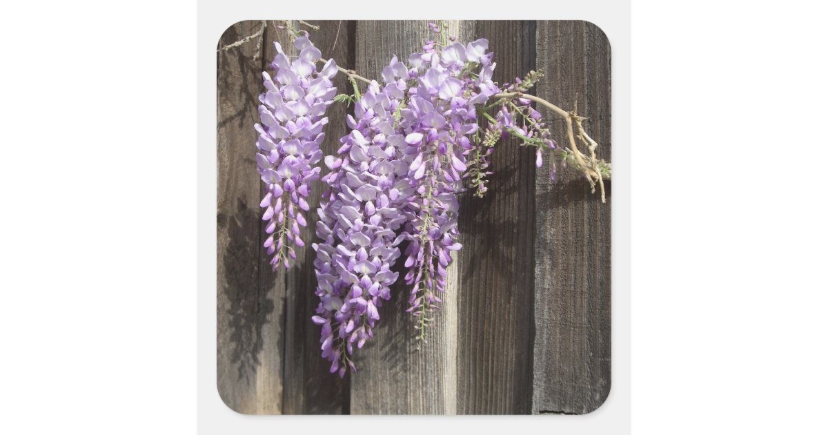 Purple Wisteria Flower Stickers | Zazzle