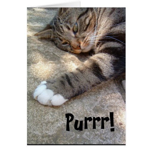 Purrr! Card | Zazzle