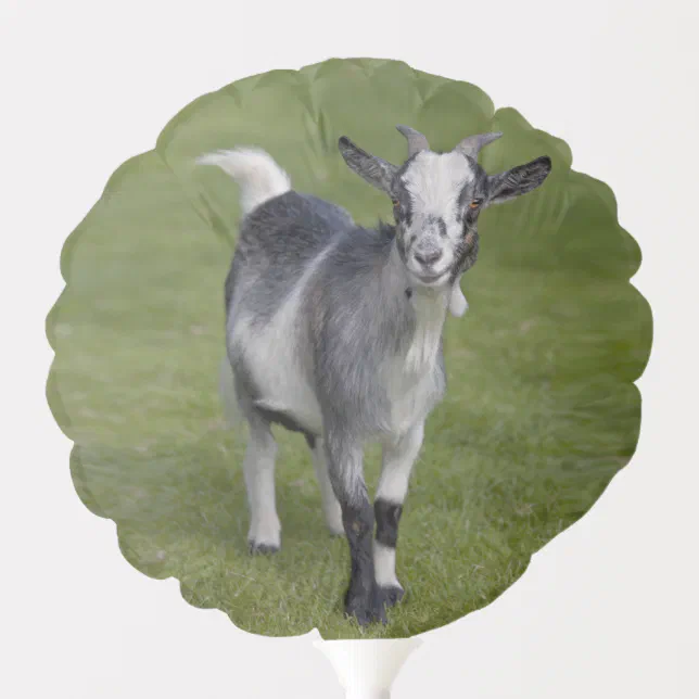 Pygmy Goat Balloon | Zazzle