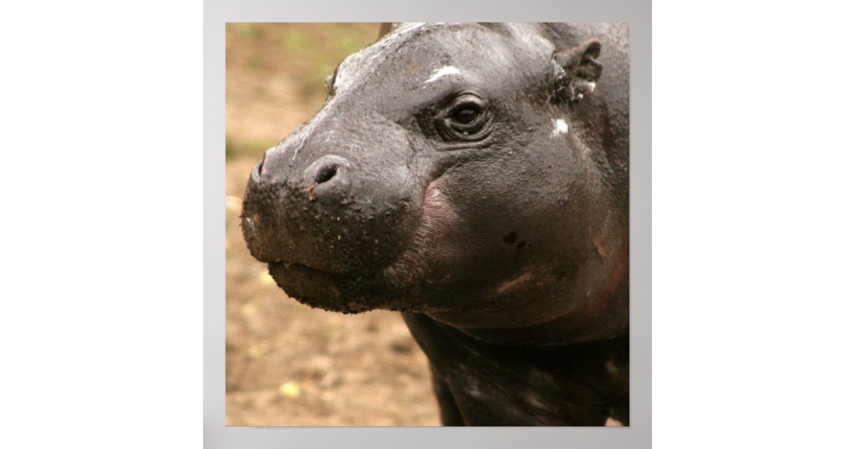 Pygmy Hippo Poster | Zazzle
