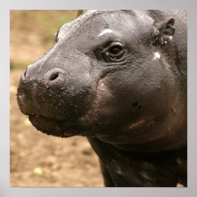 Pygmy Hippo Poster | Zazzle