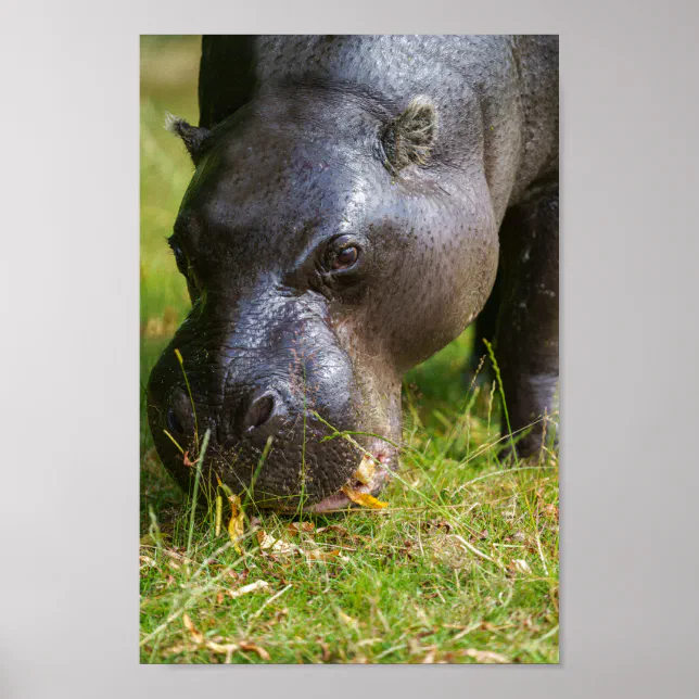 Pygmy Hippopotamus Poster | Zazzle