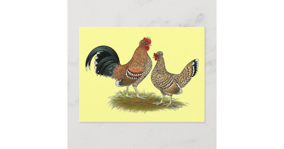 Pyncheon Bantams Postcard | Zazzle