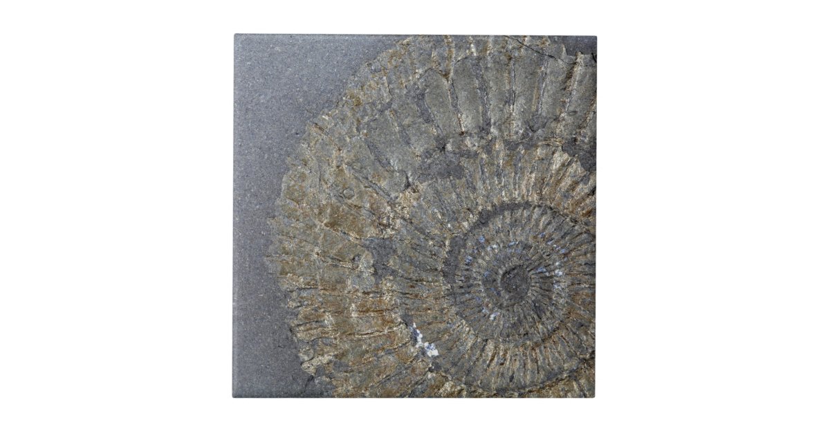 Pyritized Ammonite Ceramic Tile | Zazzle